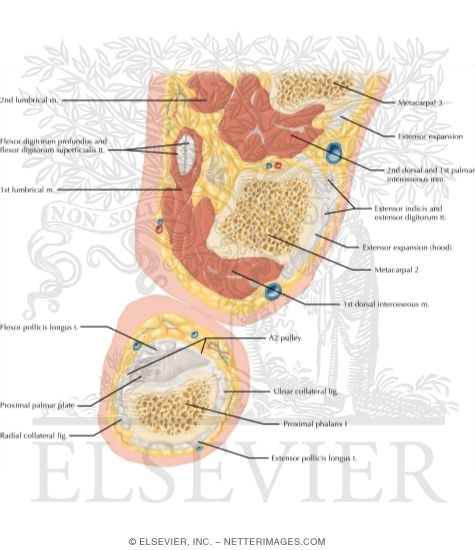 Cross Section of the Thumb: Axial View