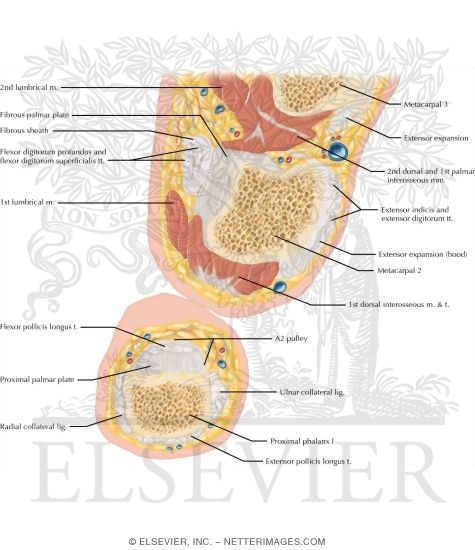 Cross Section of the Thumb: Axial View