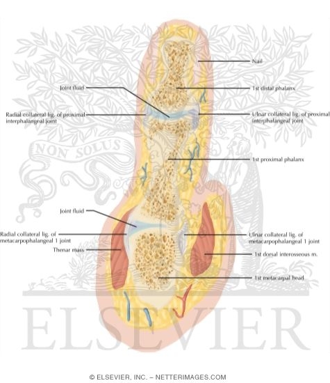 coronal cross section