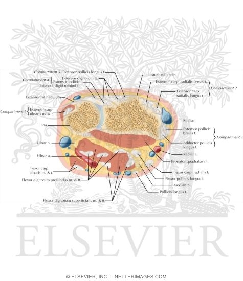 Cross Section of the Wrist: Axial View