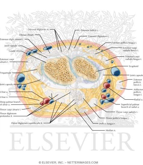 Cross Section of the Wrist: Axial View