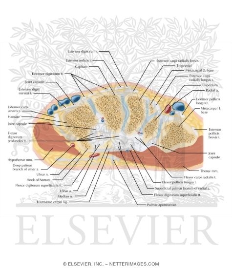 Cross Section of the Wrist: Axial View