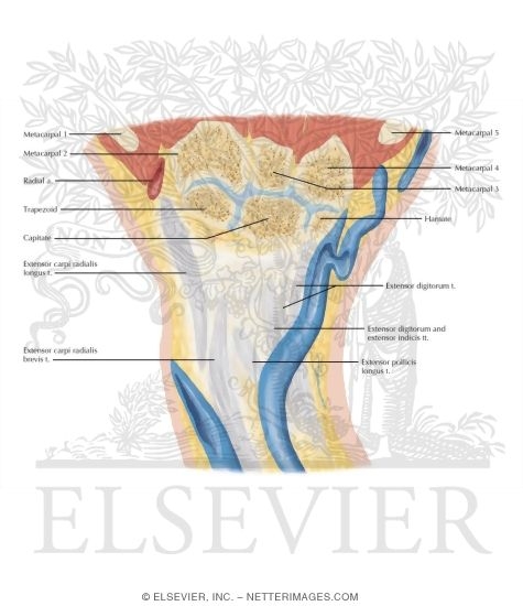 Cross Section of the Wrist: Coronal View