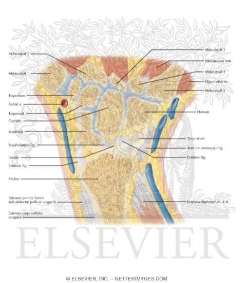 Cross Section of the Wrist: Coronal View