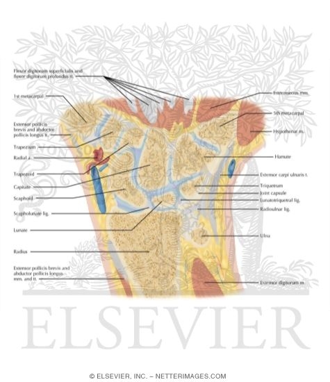 Cross Section of the Wrist: Coronal View