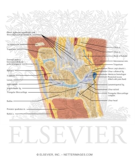 Cross Section of the Wrist: Coronal View