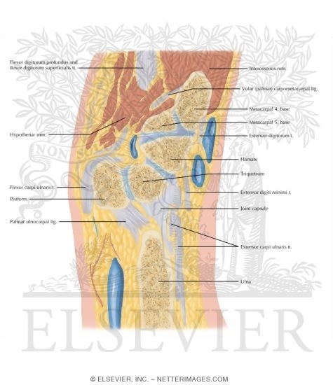 Cross Section of the Wrist: Sagittal View