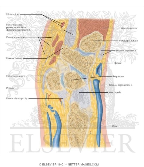 Cross Section of the Wrist: Sagittal View