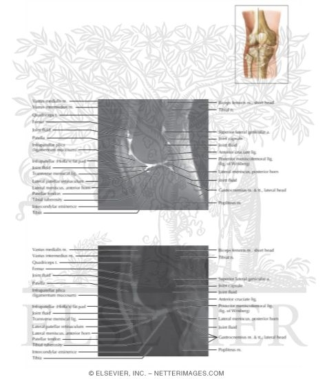 Cross Section of the Knee: Sagittal View