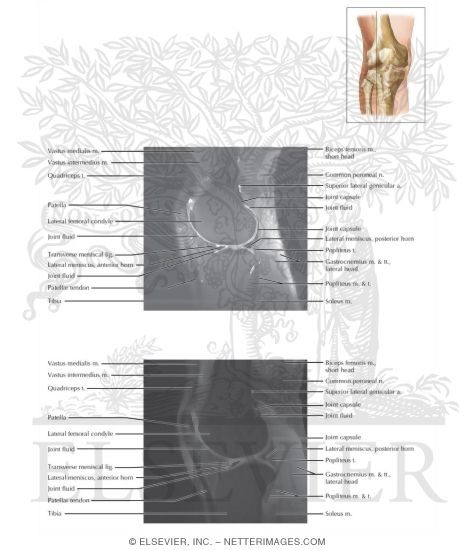 Cross Section of the Knee: Sagittal View