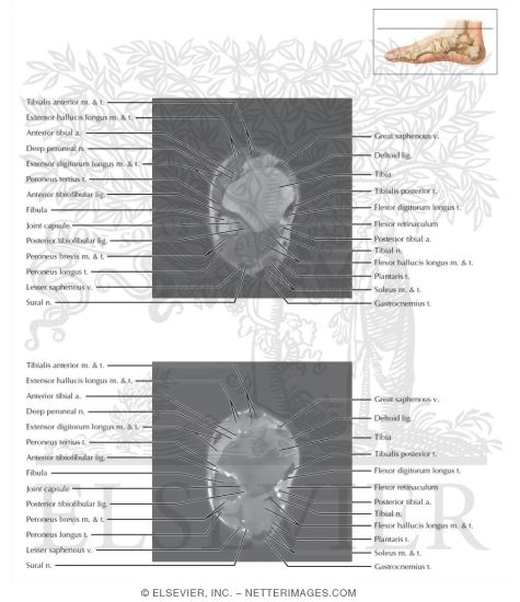 Cross Section of the Ankle and Foot: Axial View