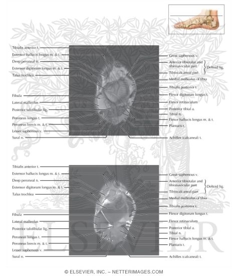 Cross Section of the Ankle and Foot: Axial View