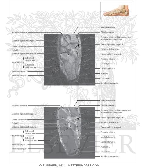 Cross Section of the Ankle and Foot: Axial View