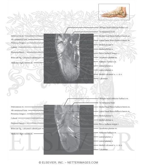Cross Section of the Ankle and Foot: Axial View