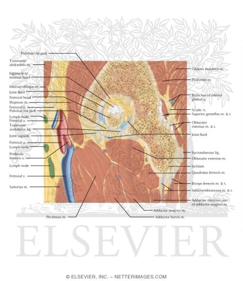Cross Section of the Hip: Sagittal View