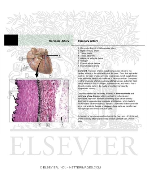 Sternocostal Surface of the Heart Showing Coronary Vessels and ...
