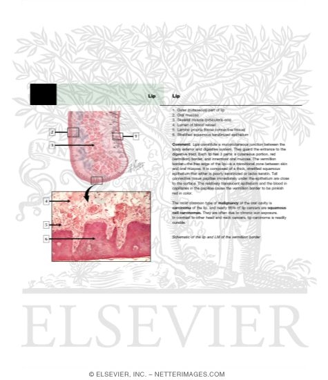 Section Through the Upper Lip