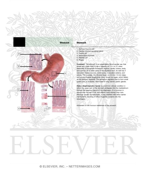 Mucous Membrane of Stomach Structure of the Stomach