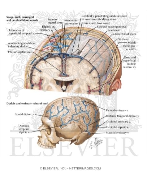 Protective Coverings of the Brain Meninges and Diploic Veins