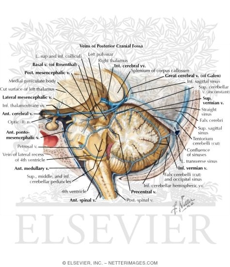 Posterior Cranial Fossa Anatomy 88 Posterior Cranial Fossa