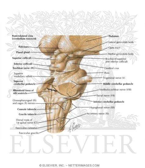 Brainstem Anatomy Netter