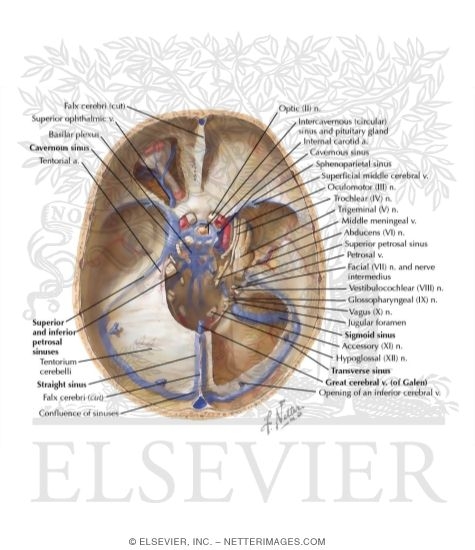 Superior Petrosal Sinus