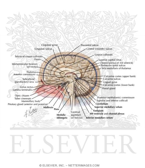 Medial Surface of the Brain: Brodmann Areas