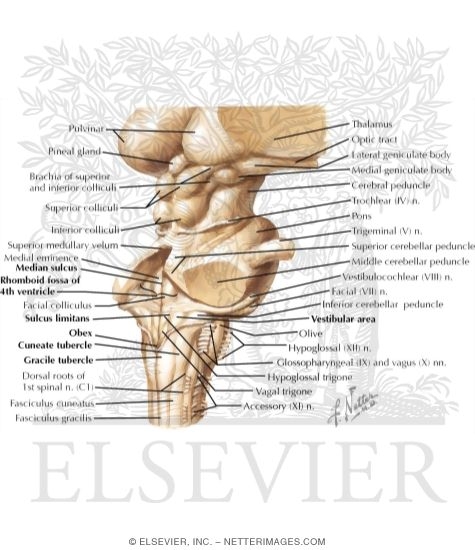 Brainstem: Posterolateral View