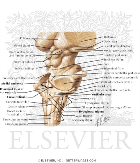 Brainstem Anatomy Netter
