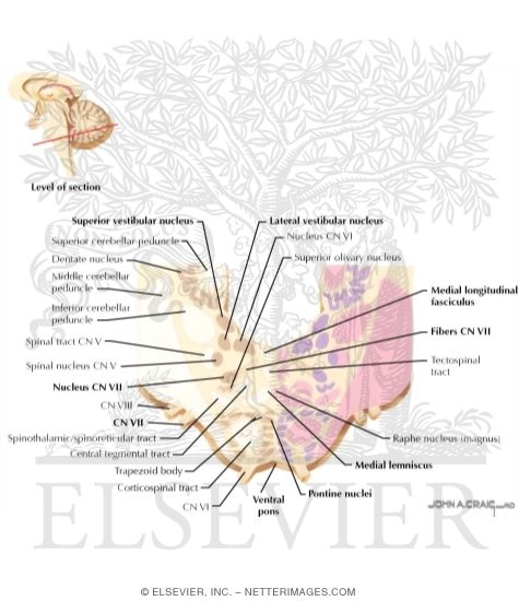 Raphe Nucleus Cross Section