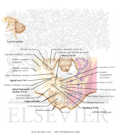 Pons - Level of the Genu of the Facial Nerve