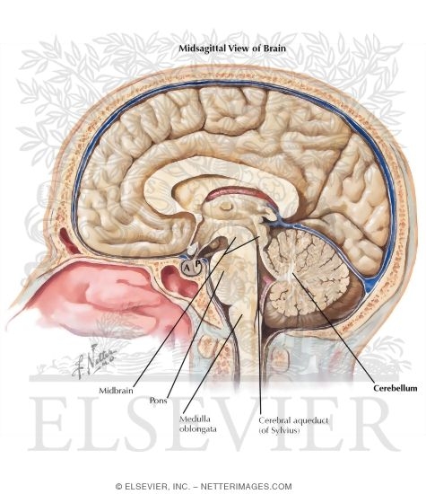 Medial Surface of the Brain: Brodmann Areas