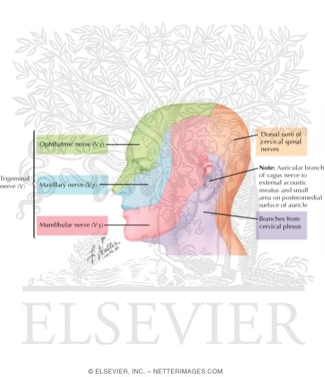 Nerve Supply of the Face: General Information