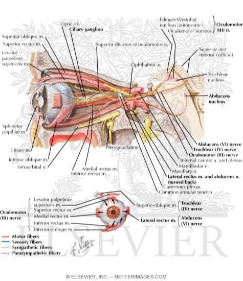 Oculomotor Iii Trochlear Iv And Abducens Vi Nerves And Ciliary Ganglion Extrinsic Eye