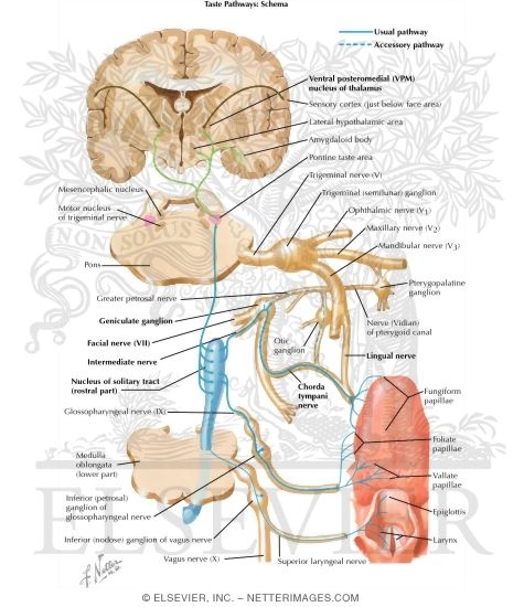 Taste Pathways: Schema