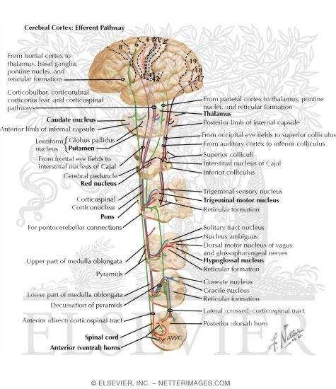 Cerebral Cortex: Efferent Pathways