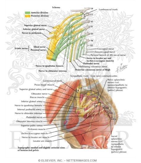 sacral plexus nerves diagram