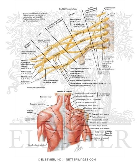 Brachial Plexus Components