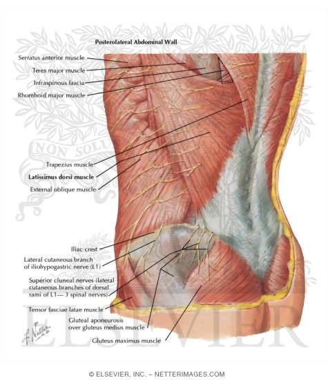 Thoracodorsal Nerve Latissimus Dorsi