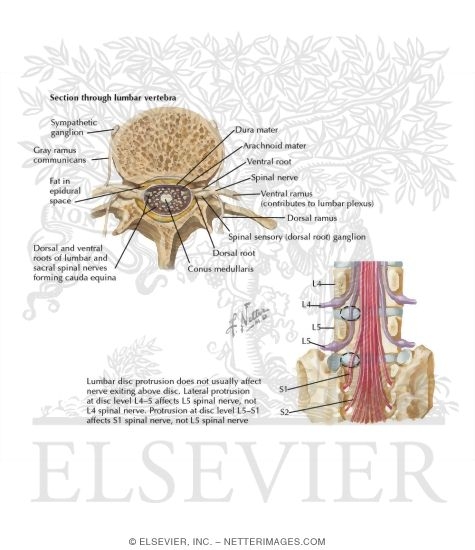 Lumbar and Sacral Root Anatomy
