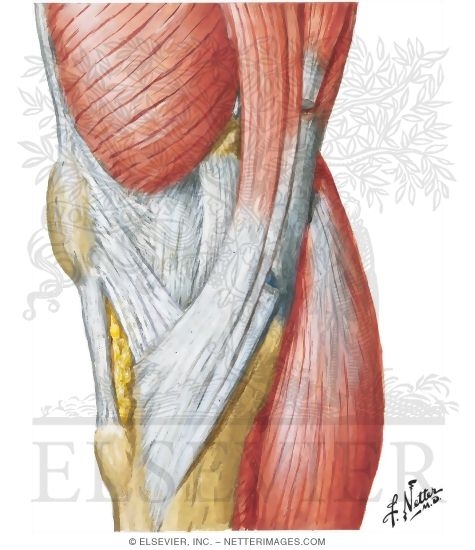 Knee: Medial View