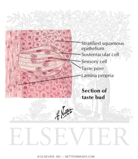 Taste Bud Histology Labled
