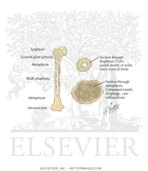 Basic Science of Bone