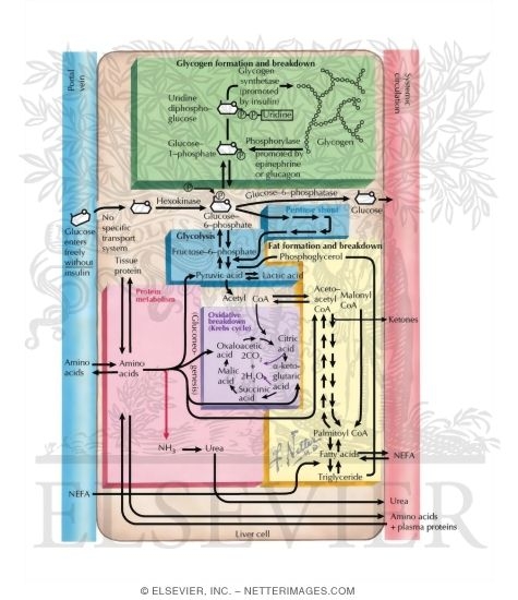 Intermediary Metabolism of the Liver Cell
