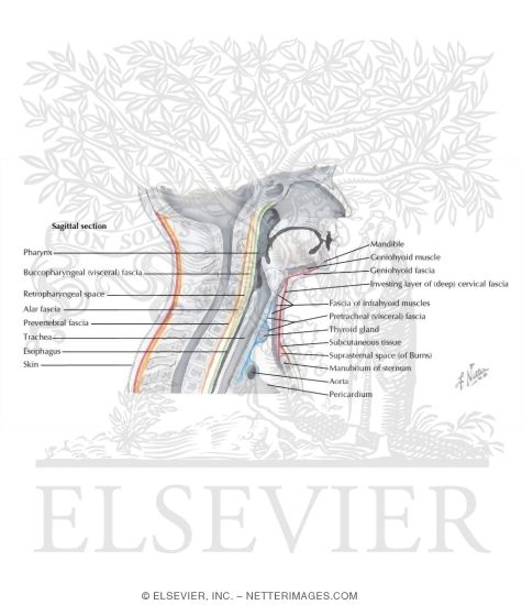 Parapharyngeal Space Netter