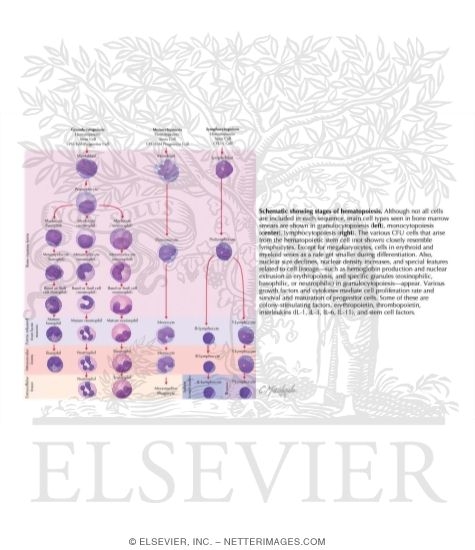 Stages of Hematopoiesis