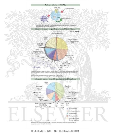Genetics of Acute Lymphoblastic Leukemia and Acute Myelogenous Leukemia