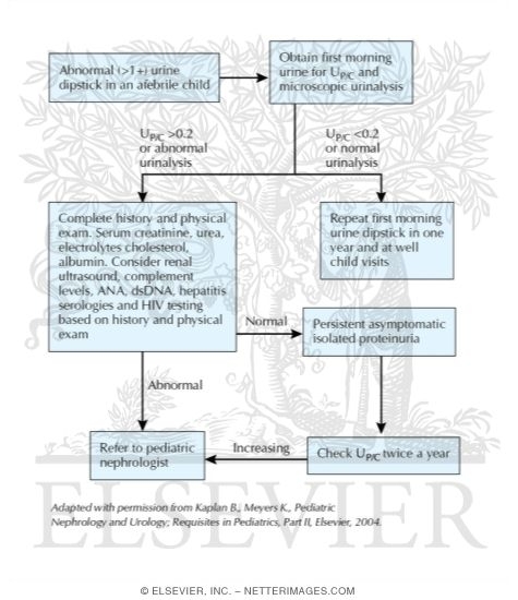 Suggested Approach for the Evaluation of Proteinuria