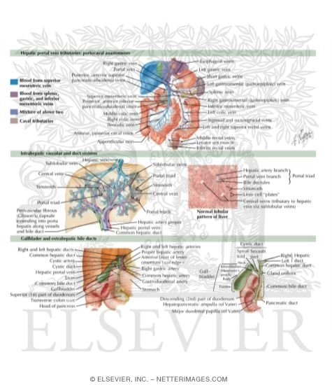 Normal Anatomy of the Hepatobiliary System