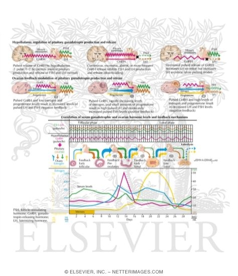 Neuroendocrine regulation of Menstrual Cycle Irregular Menstrual Periods